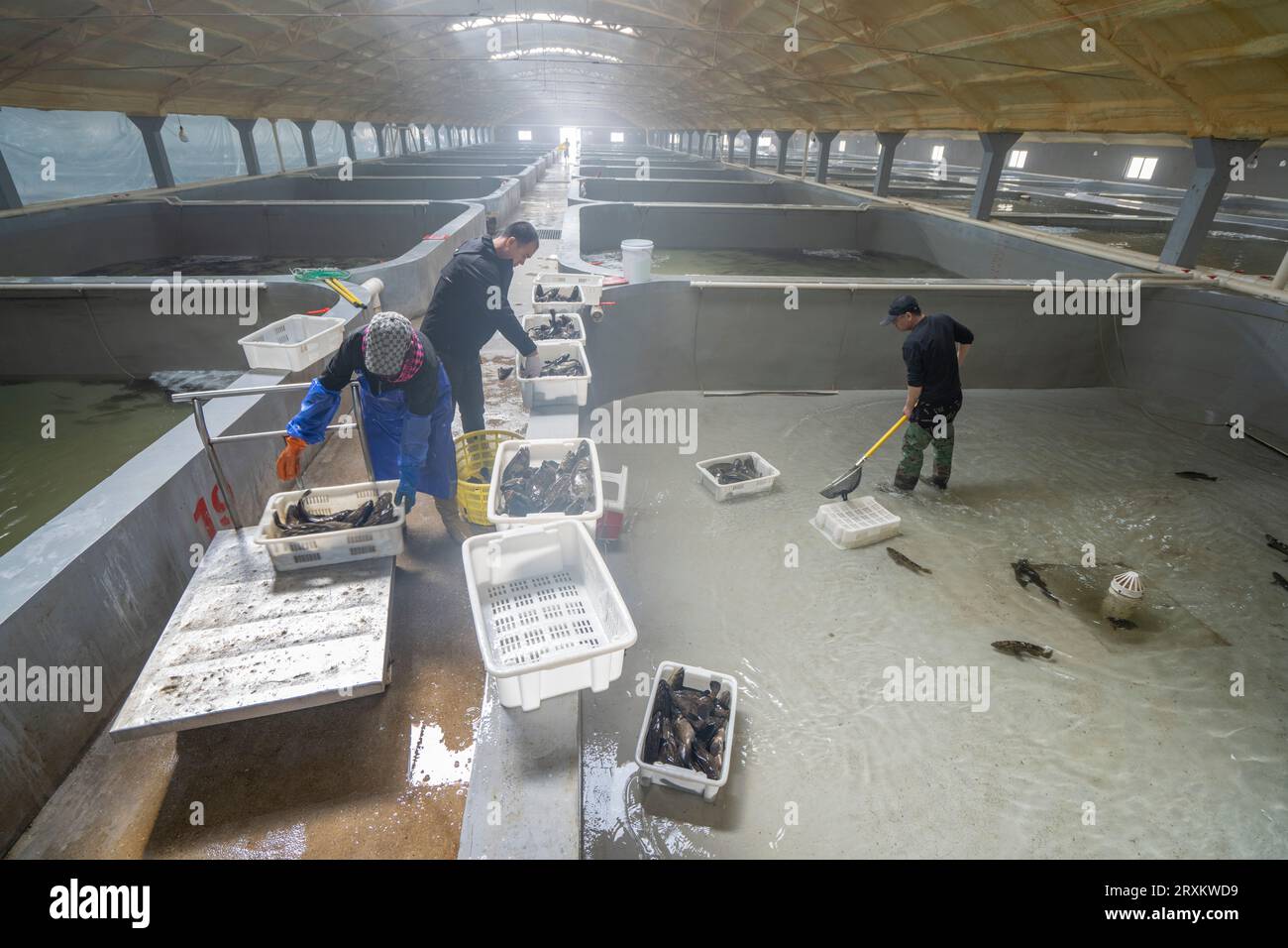 Grouper fish farming hi-res stock photography and images - Alamy