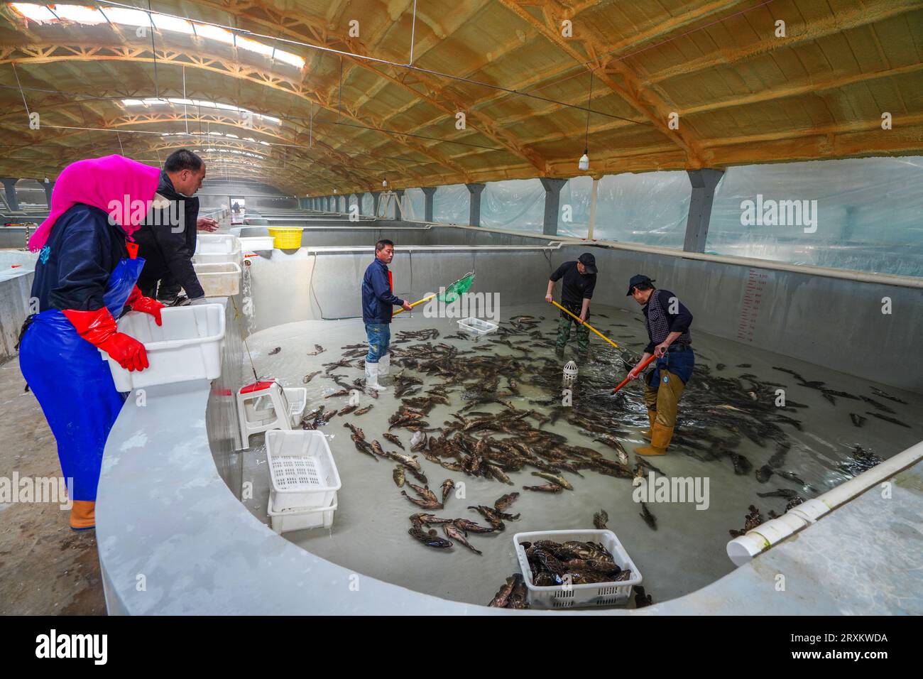 Grouper fish farming hi-res stock photography and images - Alamy