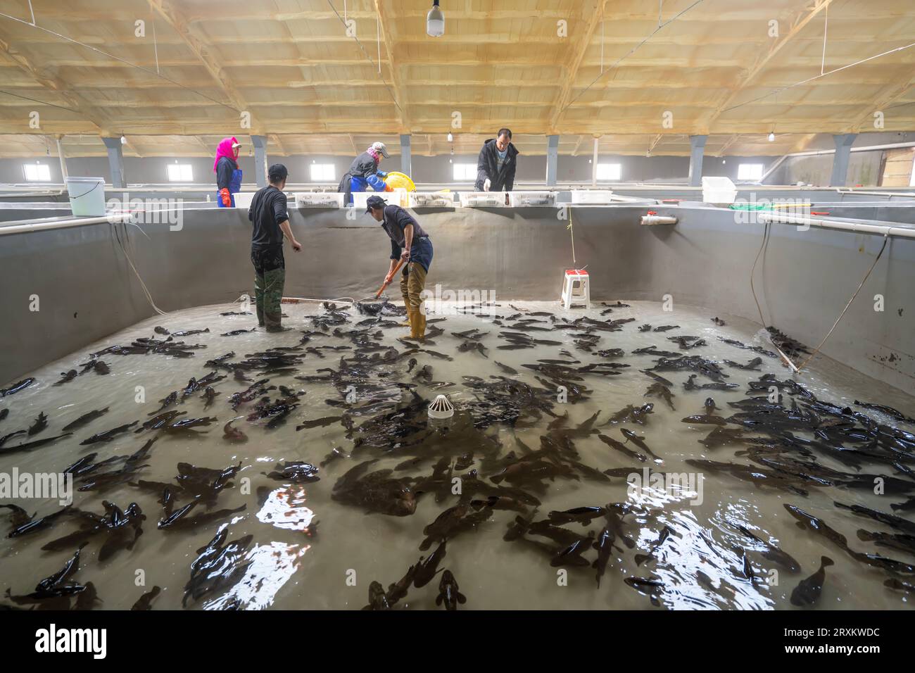 Grouper fish farming hi-res stock photography and images - Alamy