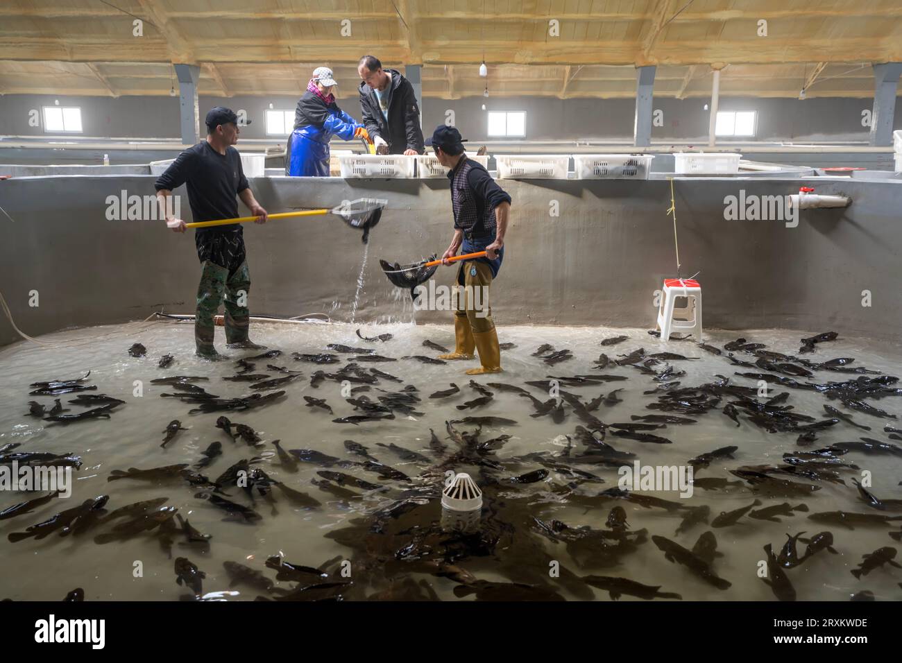 Grouper fish farming hi-res stock photography and images - Alamy