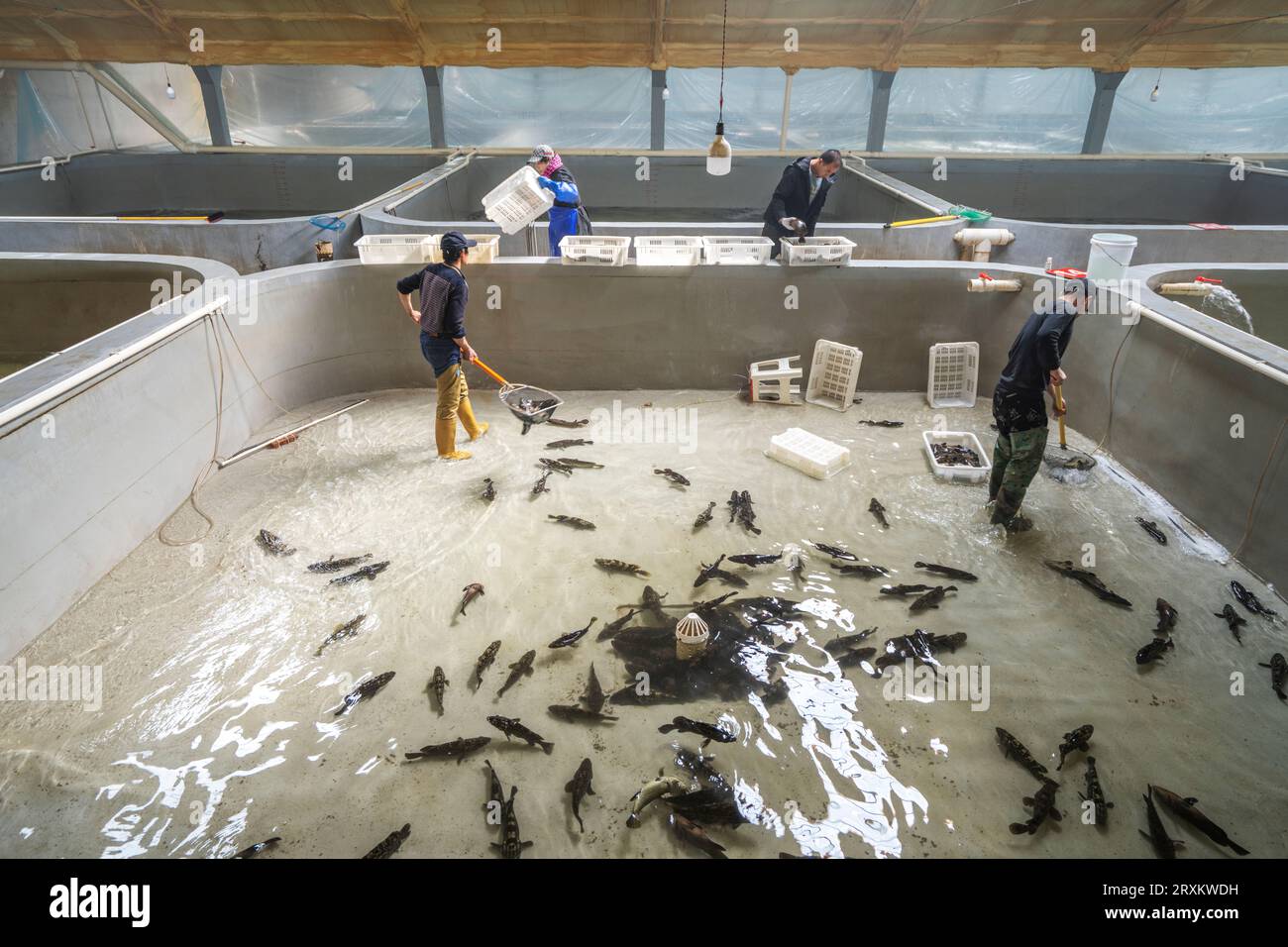 Grouper fish farming hi-res stock photography and images - Alamy