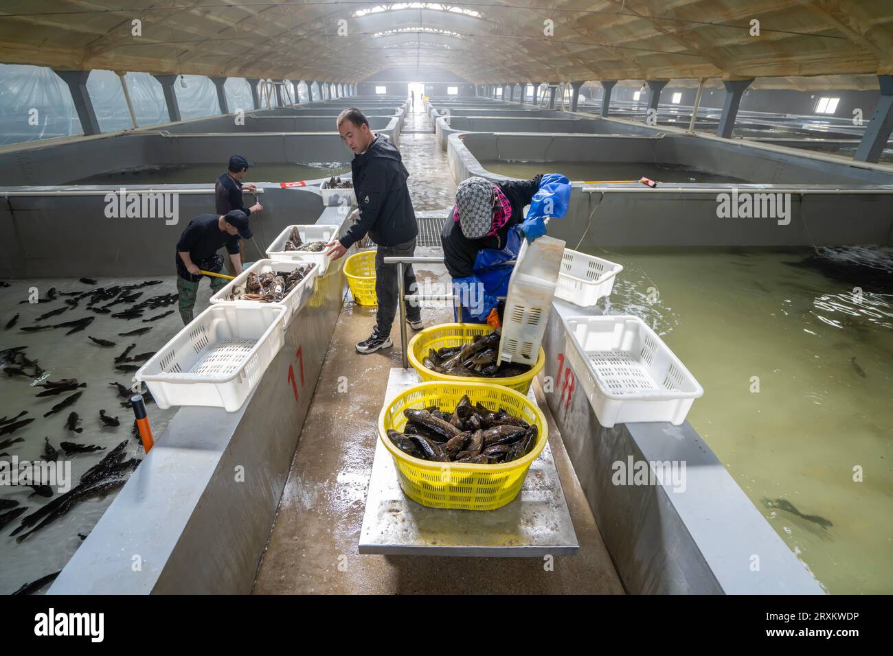 Grouper fish farming hi-res stock photography and images - Alamy
