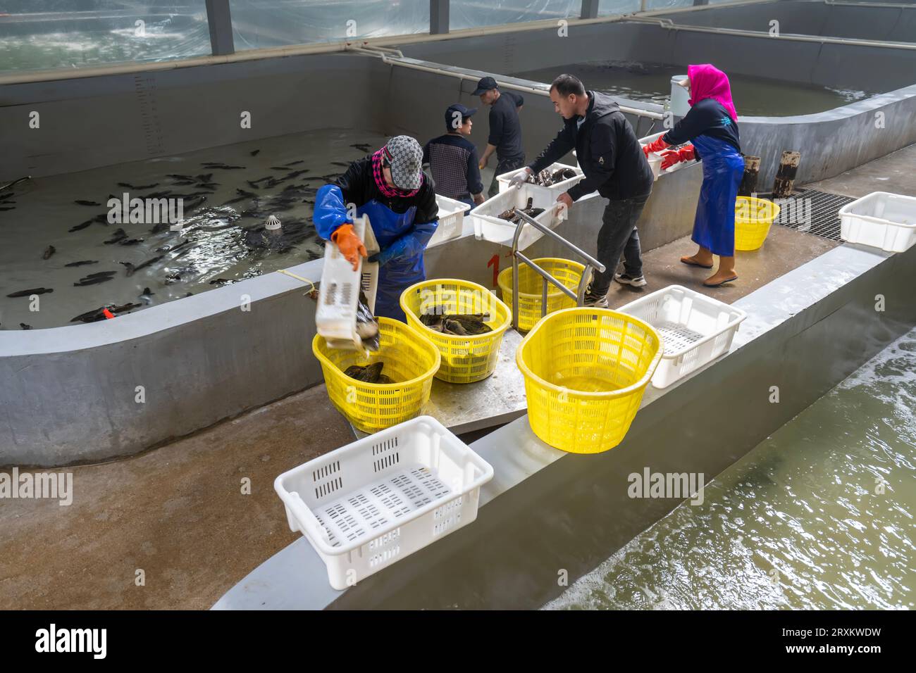 Grouper fish farming hi-res stock photography and images - Alamy
