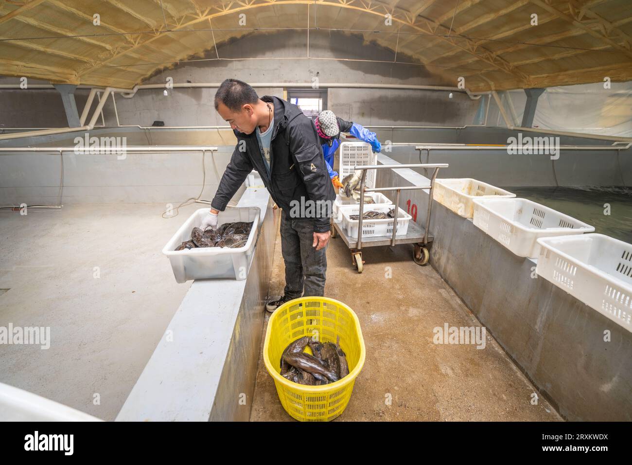 Grouper fish farming hi-res stock photography and images - Alamy