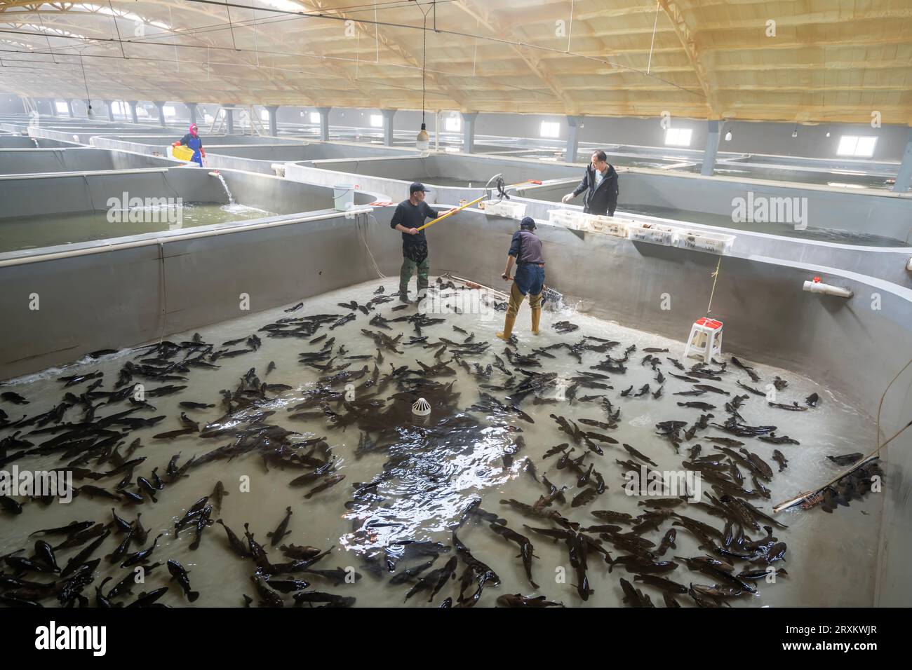 Grouper fish farming hi-res stock photography and images - Alamy
