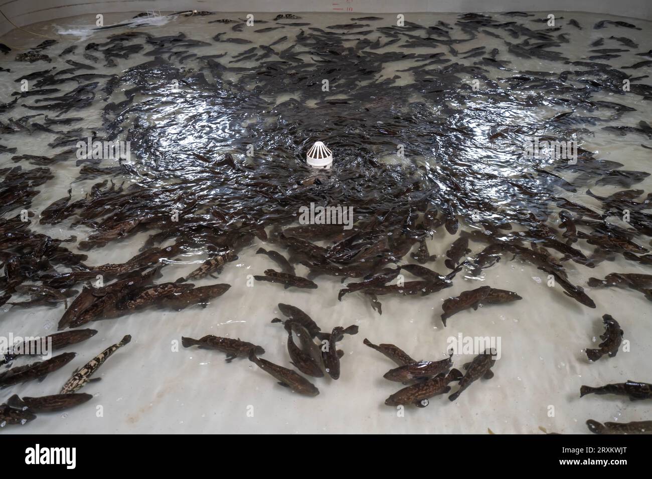 Fisheries products hi-res stock photography and images - Alamy