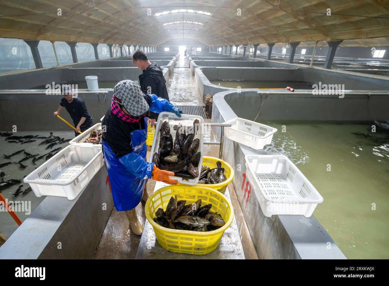 Grouper fish farming hi-res stock photography and images - Alamy