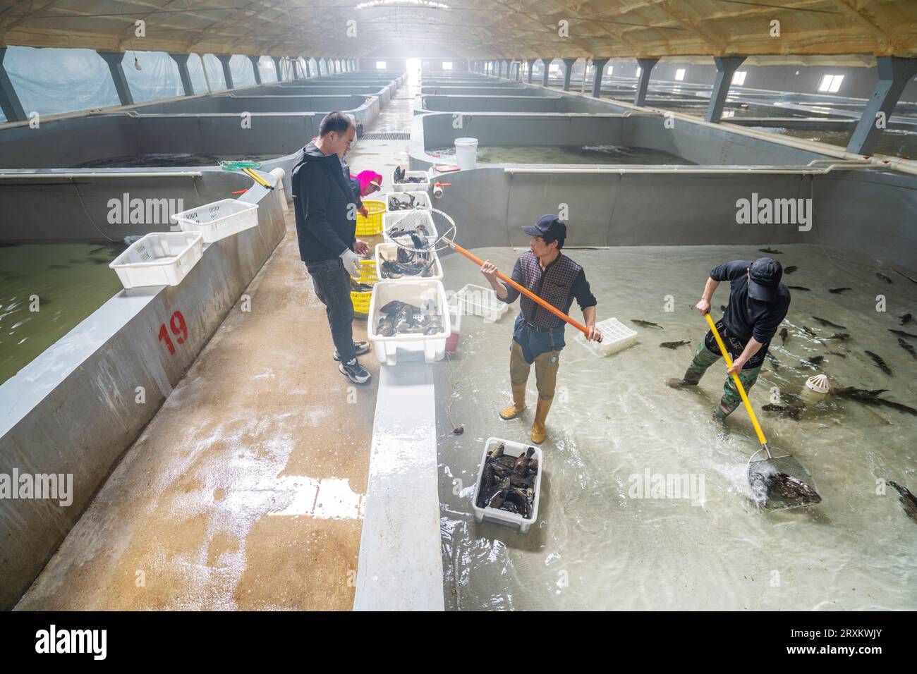 Grouper fish farming hi-res stock photography and images - Alamy