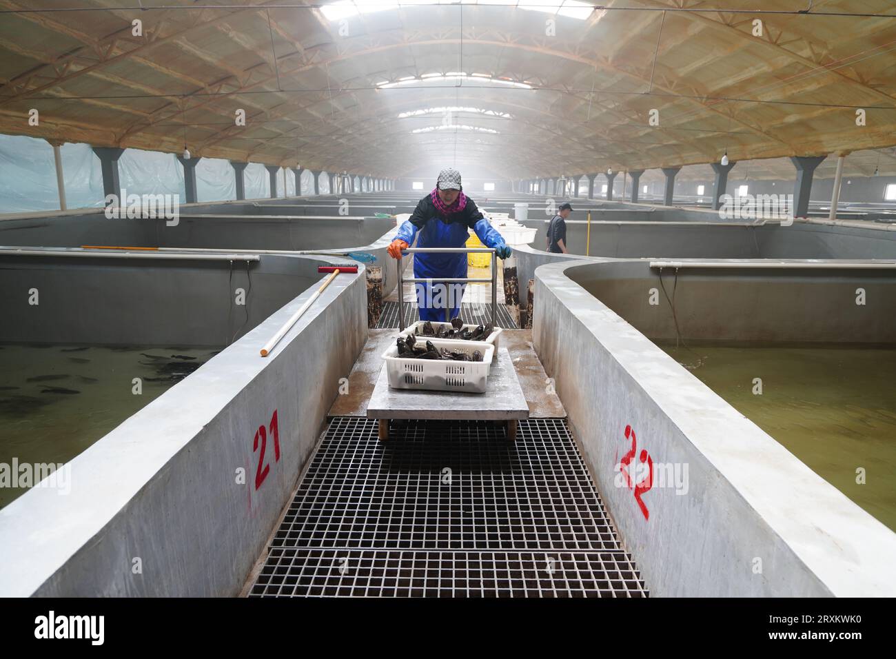 Grouper fish farming hi-res stock photography and images - Alamy