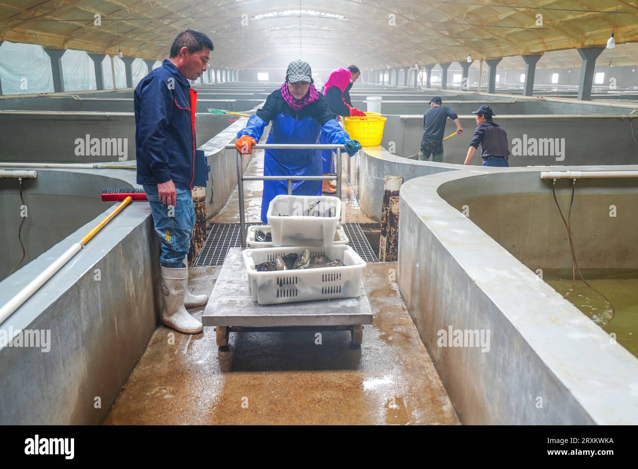 Luannan County, China - March 24, 2023: Workers transport grouper in ...