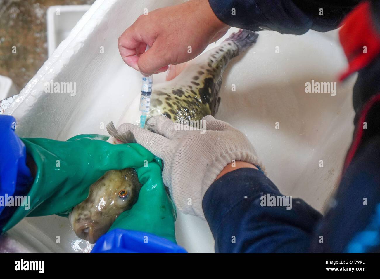 Red finned fugu hi-res stock photography and images - Alamy