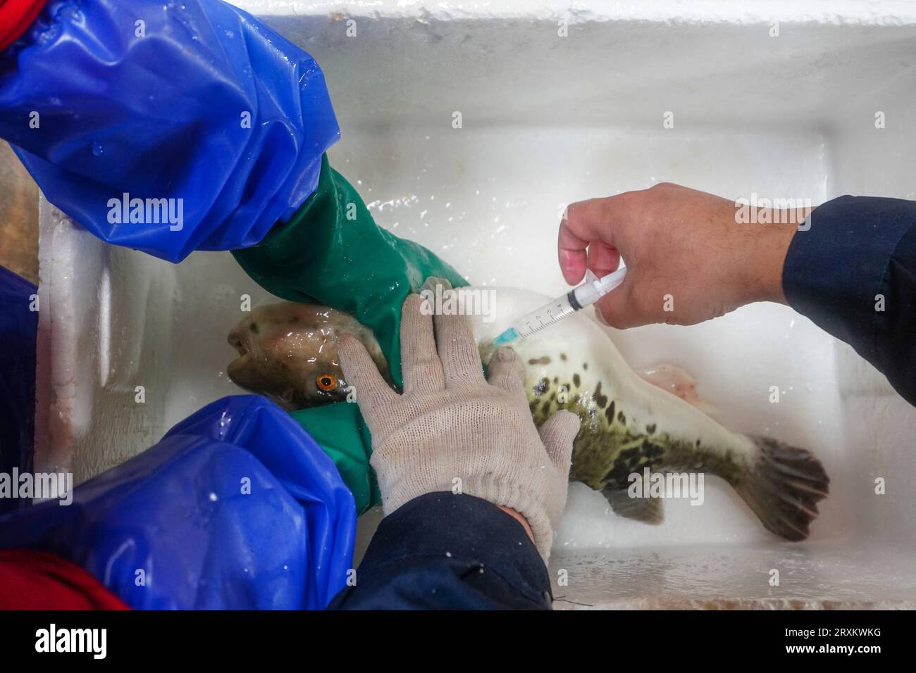 Oxytocin hi-res stock photography and images - Alamy