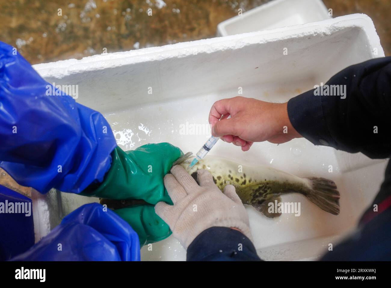 The technician injects an oxytocin needle into the red finned puffer ...