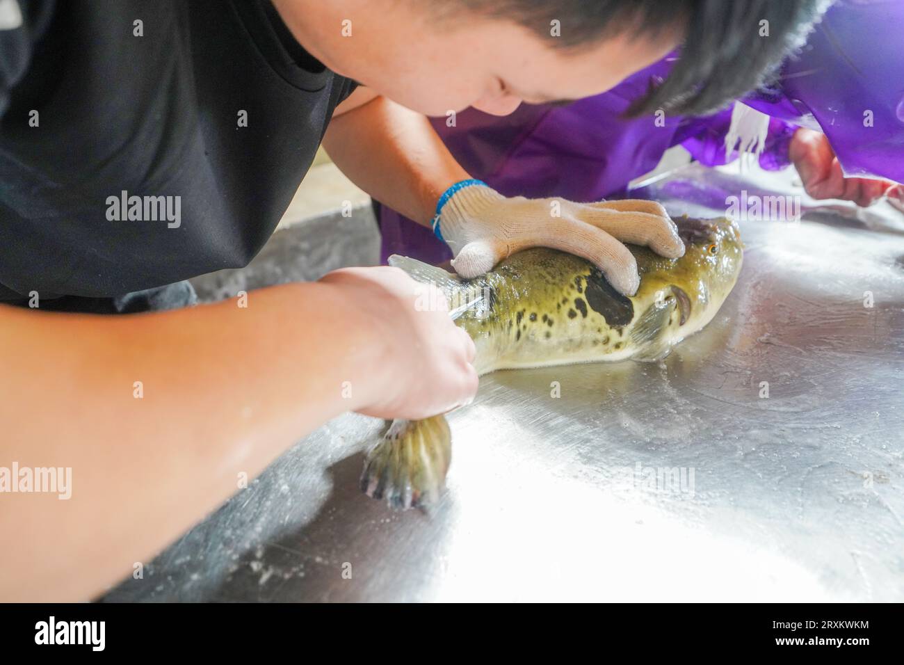 Red finned puffer fish hi-res stock photography and images - Alamy