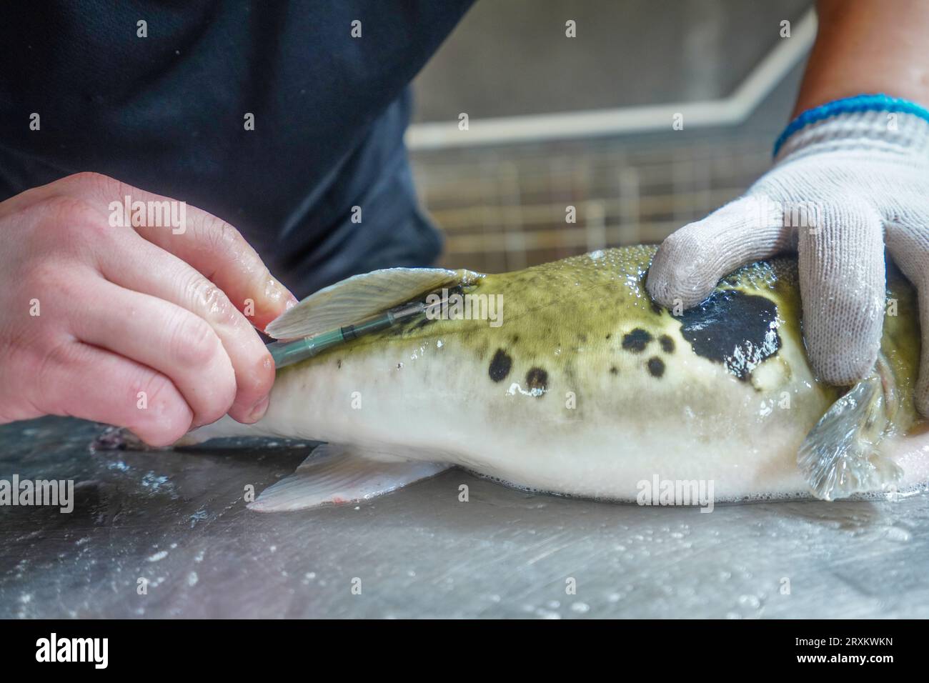 Red finned puffer fish hi-res stock photography and images - Alamy
