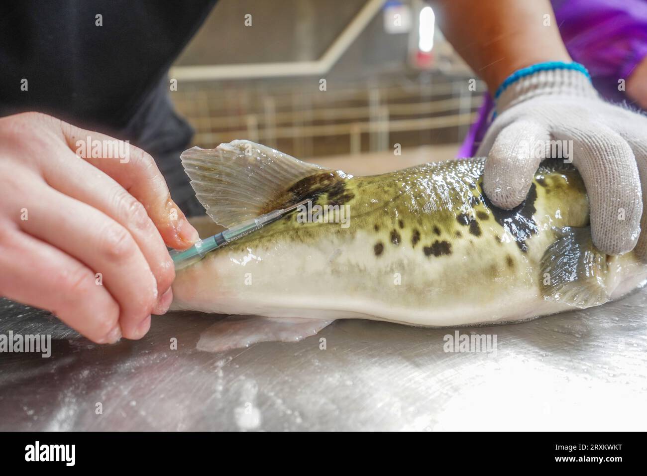Technicians inject chips into the red finned puffer fish on a farm ...