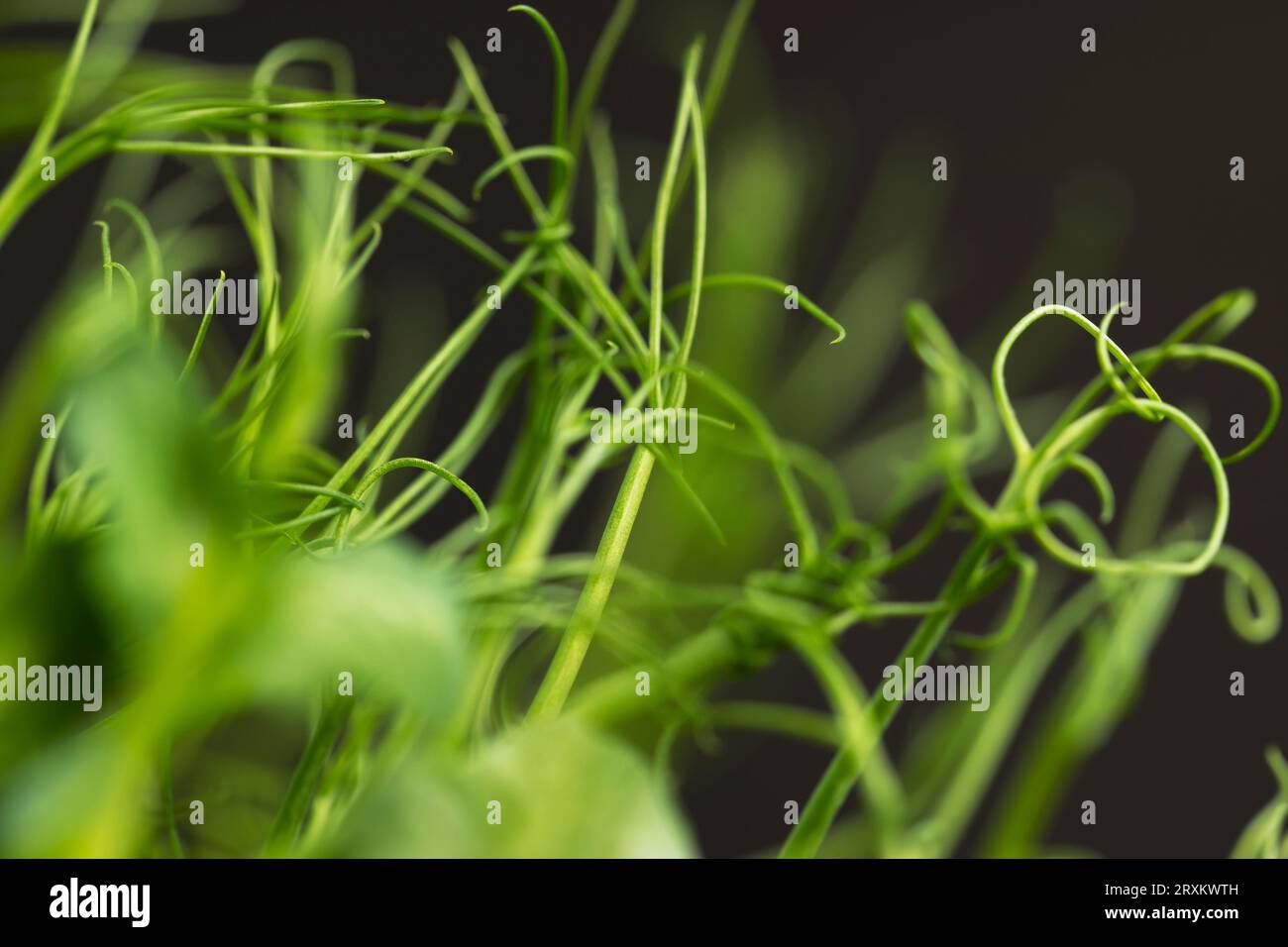 A large number of pea roots are light yellow in color, the thin root ...