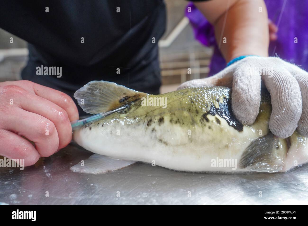 Technicians inject chips into the red finned puffer fish on a farm ...