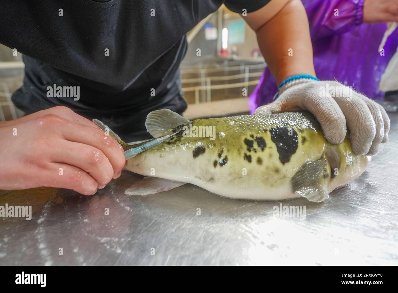 Red finned puffer fish hi-res stock photography and images - Alamy
