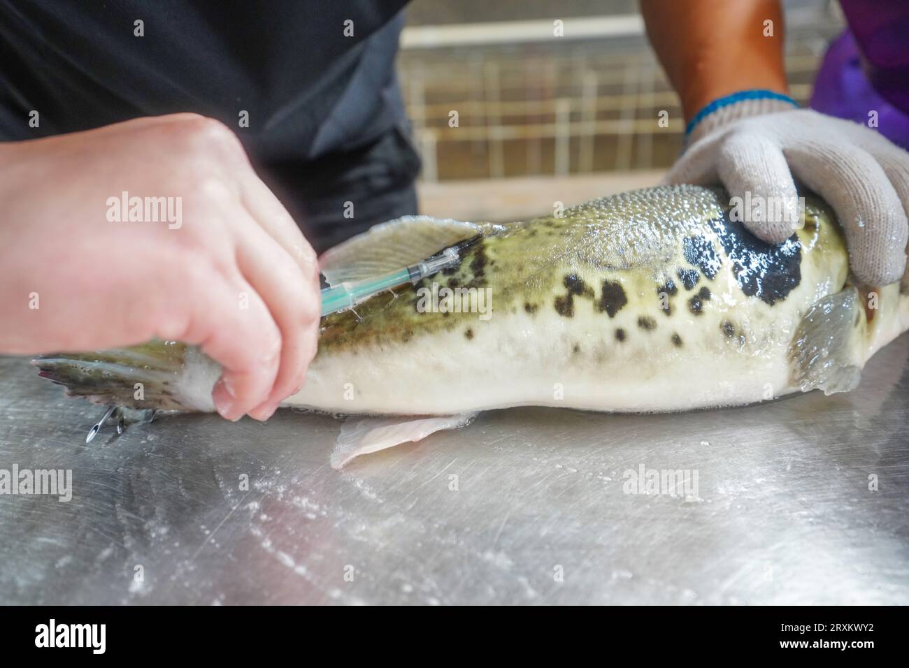 Technicians inject chips into the red finned puffer fish on a farm ...