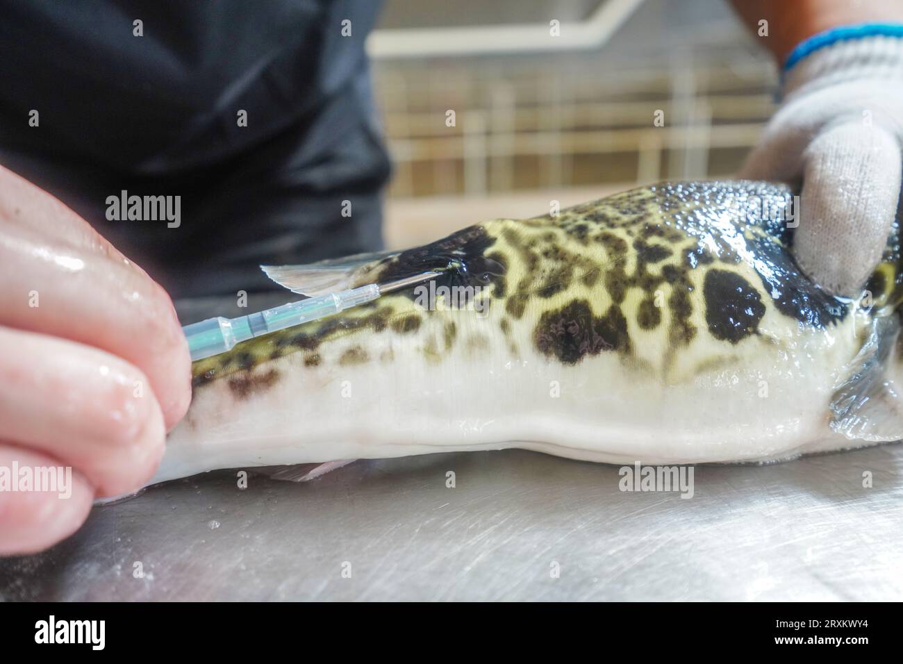 Technicians inject chips into the red finned puffer fish on a farm ...