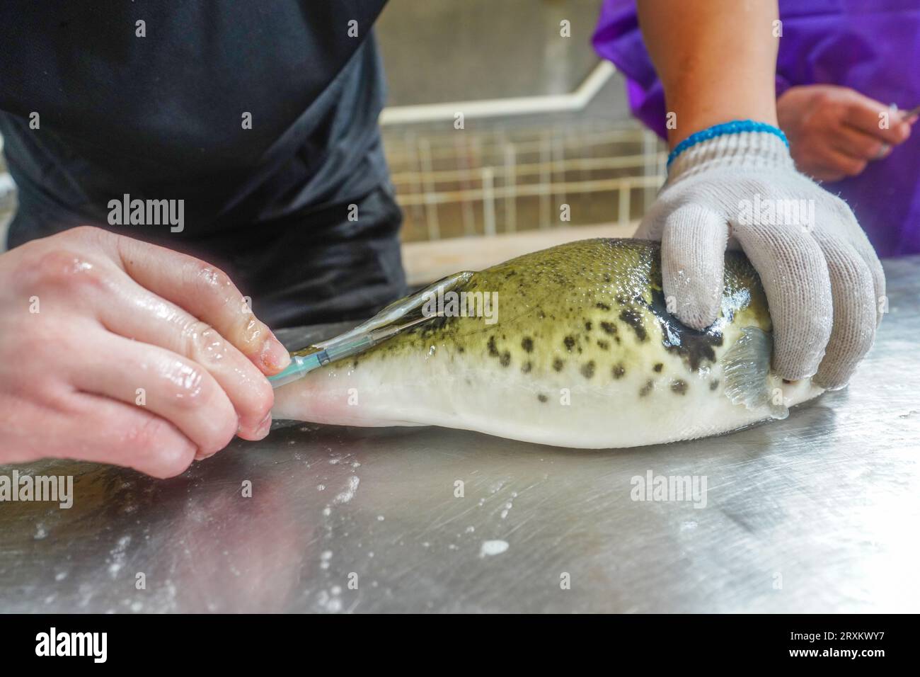 Technicians inject chips into the red finned puffer fish on a farm ...