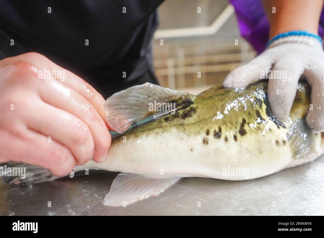 Technicians inject chips into the red finned puffer fish on a farm ...