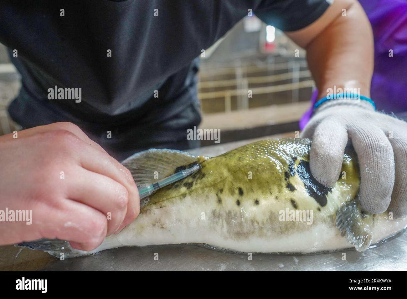 Technicians inject chips into the red finned puffer fish on a farm ...