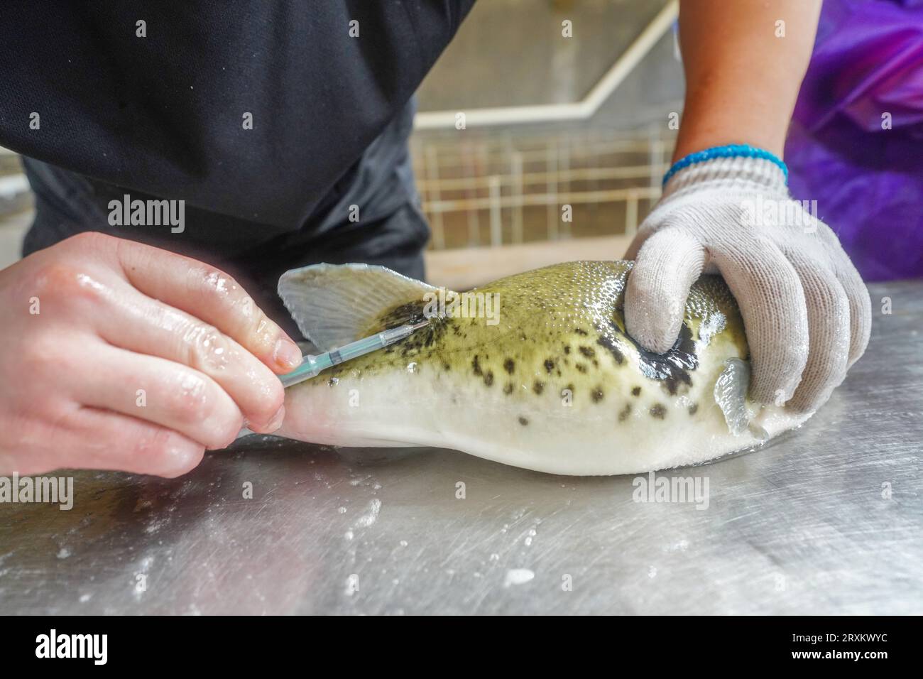Red finned puffer fish hi-res stock photography and images - Alamy
