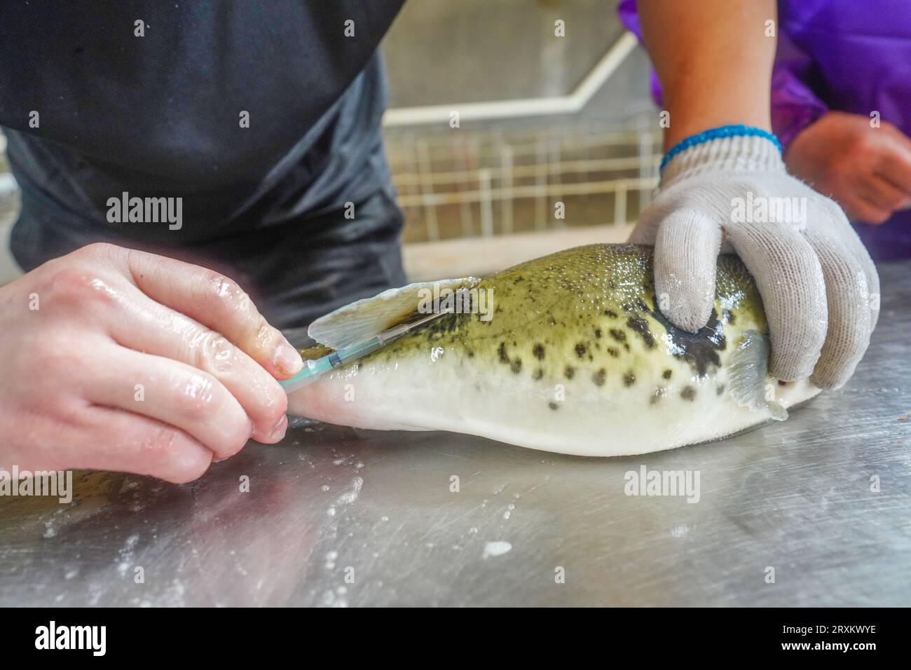 Technicians inject chips into the red finned puffer fish on a farm ...