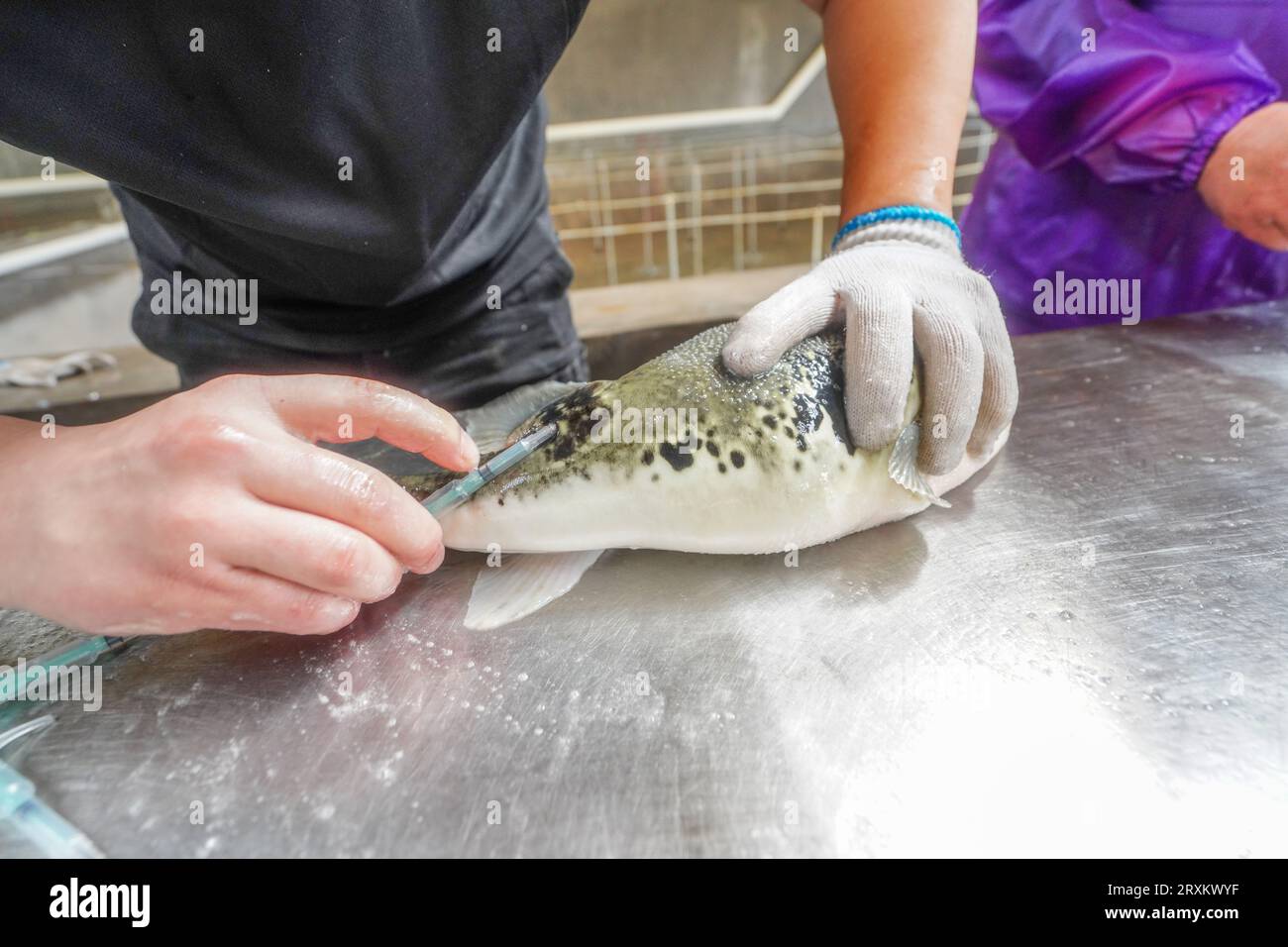 Technicians inject chips into the red finned puffer fish on a farm ...