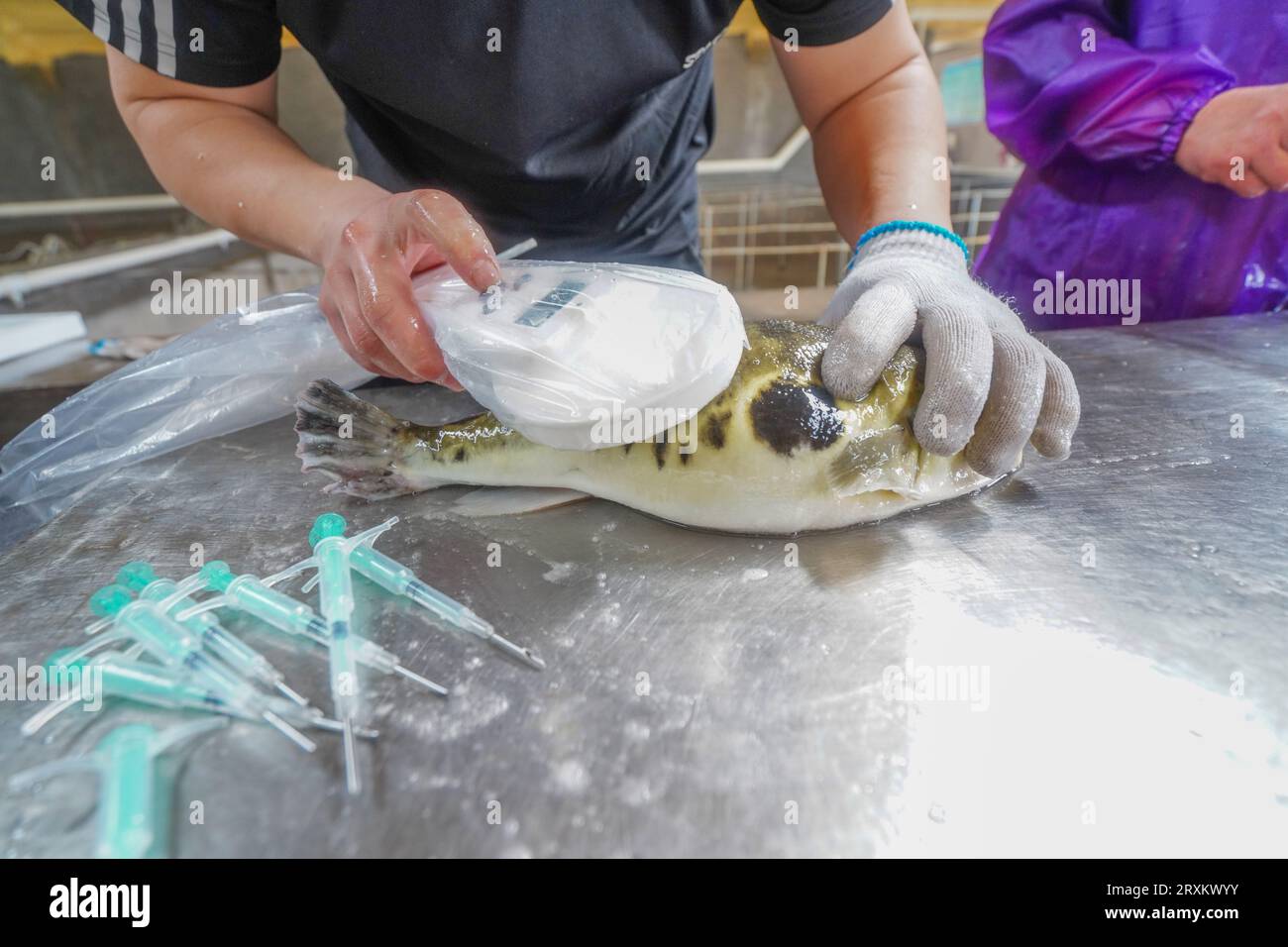 Technicians inject chips into the red finned puffer fish for scanning ...