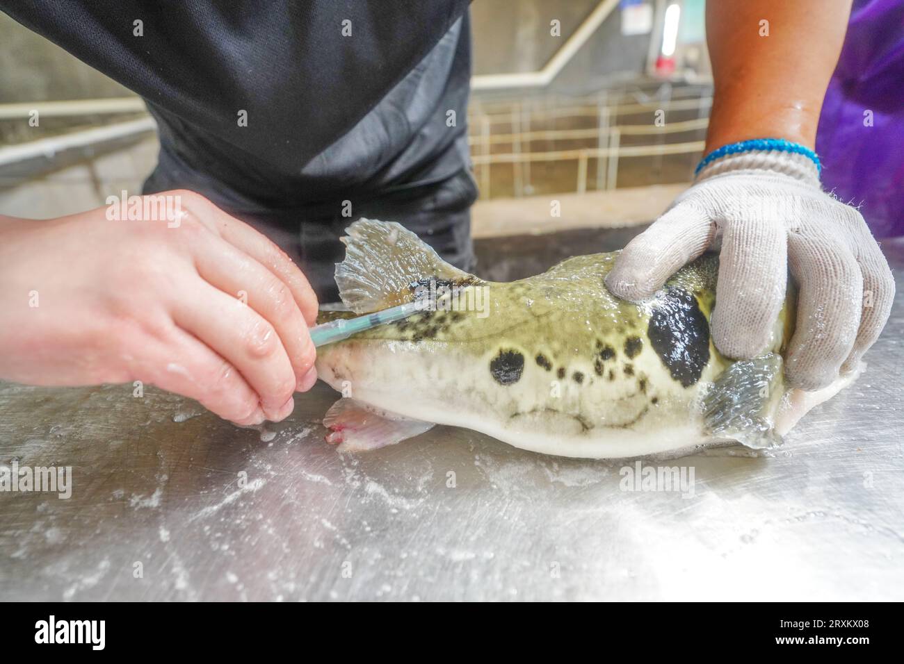 Technicians inject chips into the red finned puffer fish on a farm ...