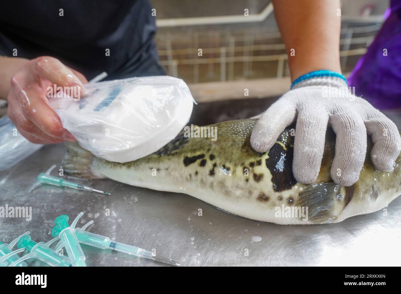 Technicians inject chips into the red finned puffer fish for scanning ...