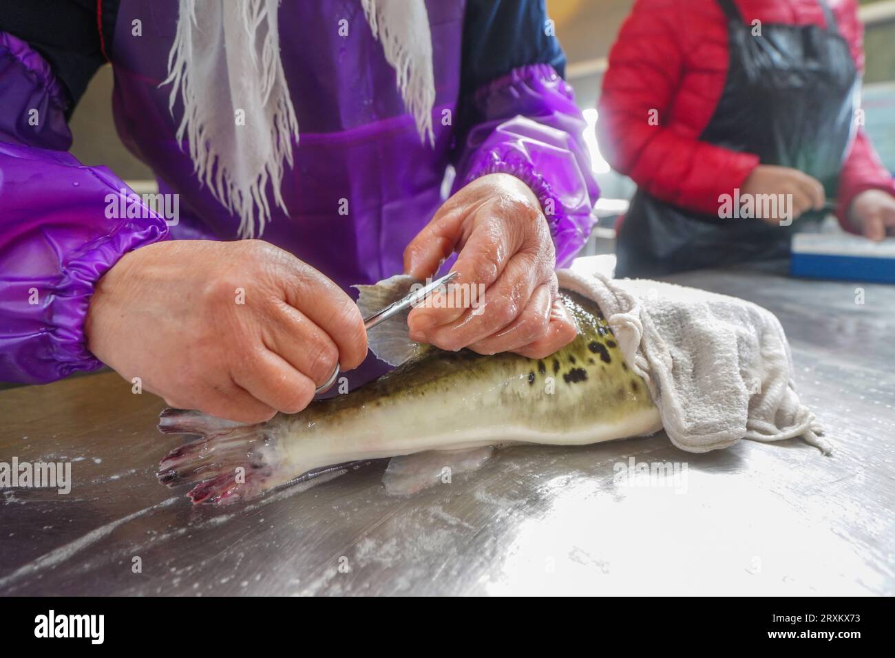 The technician is cutting slices of the dorsal fin of the red finned ...