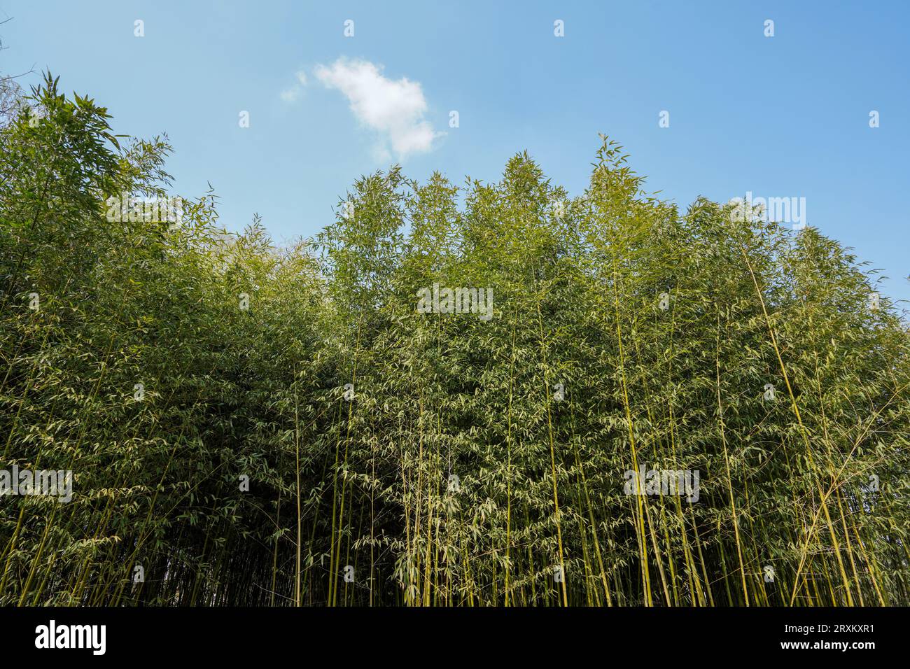 Green bamboo forests in the park, North China Stock Photo - Alamy