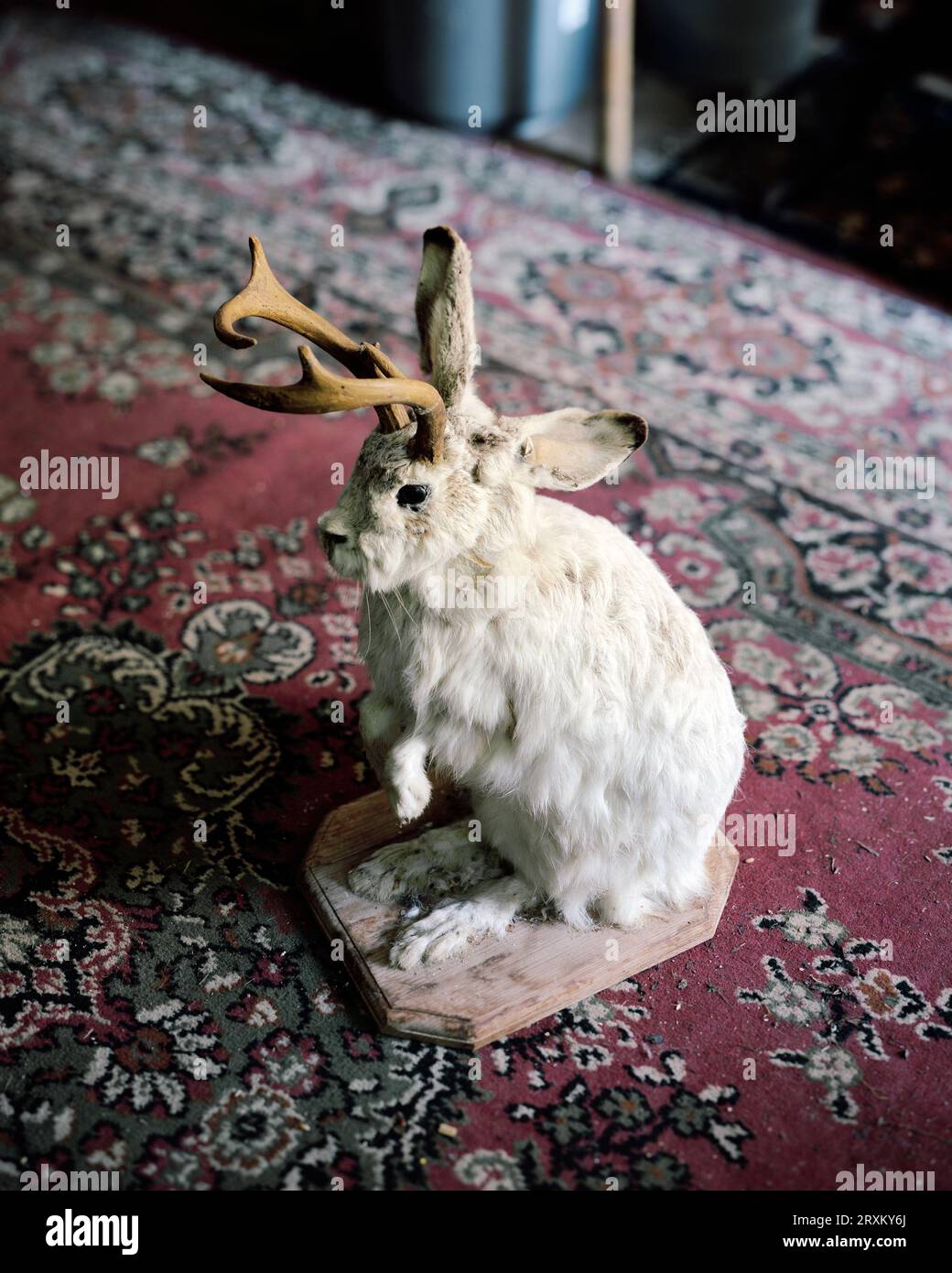 Jackalope hi-res stock photography and images - Alamy
