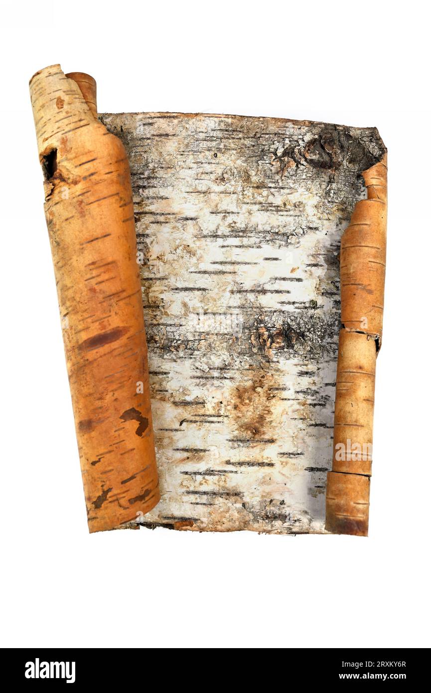 piece of birch bark on a white background Stock Photo - Alamy