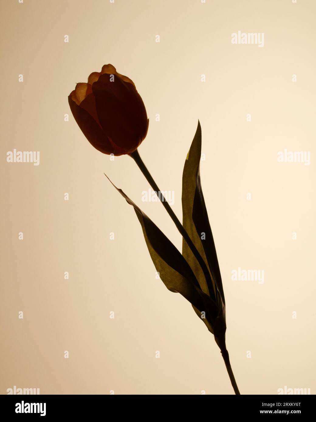 Tulip in shadow Stock Photo - Alamy
