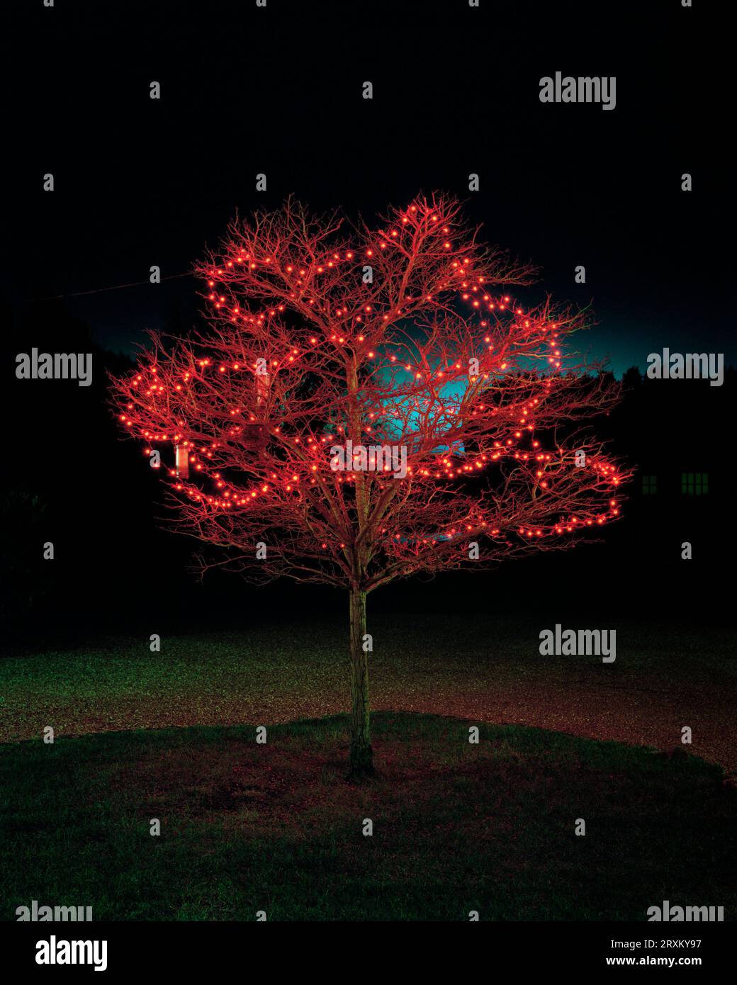 Tree and red hi-res stock photography and images - Alamy