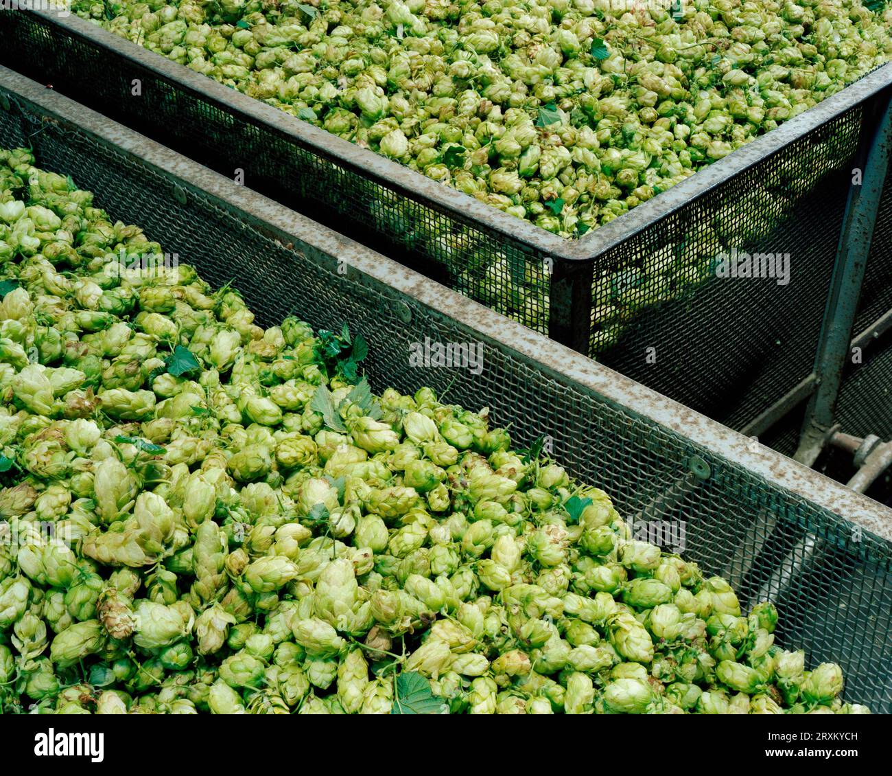 Hop bin hi-res stock photography and images - Alamy