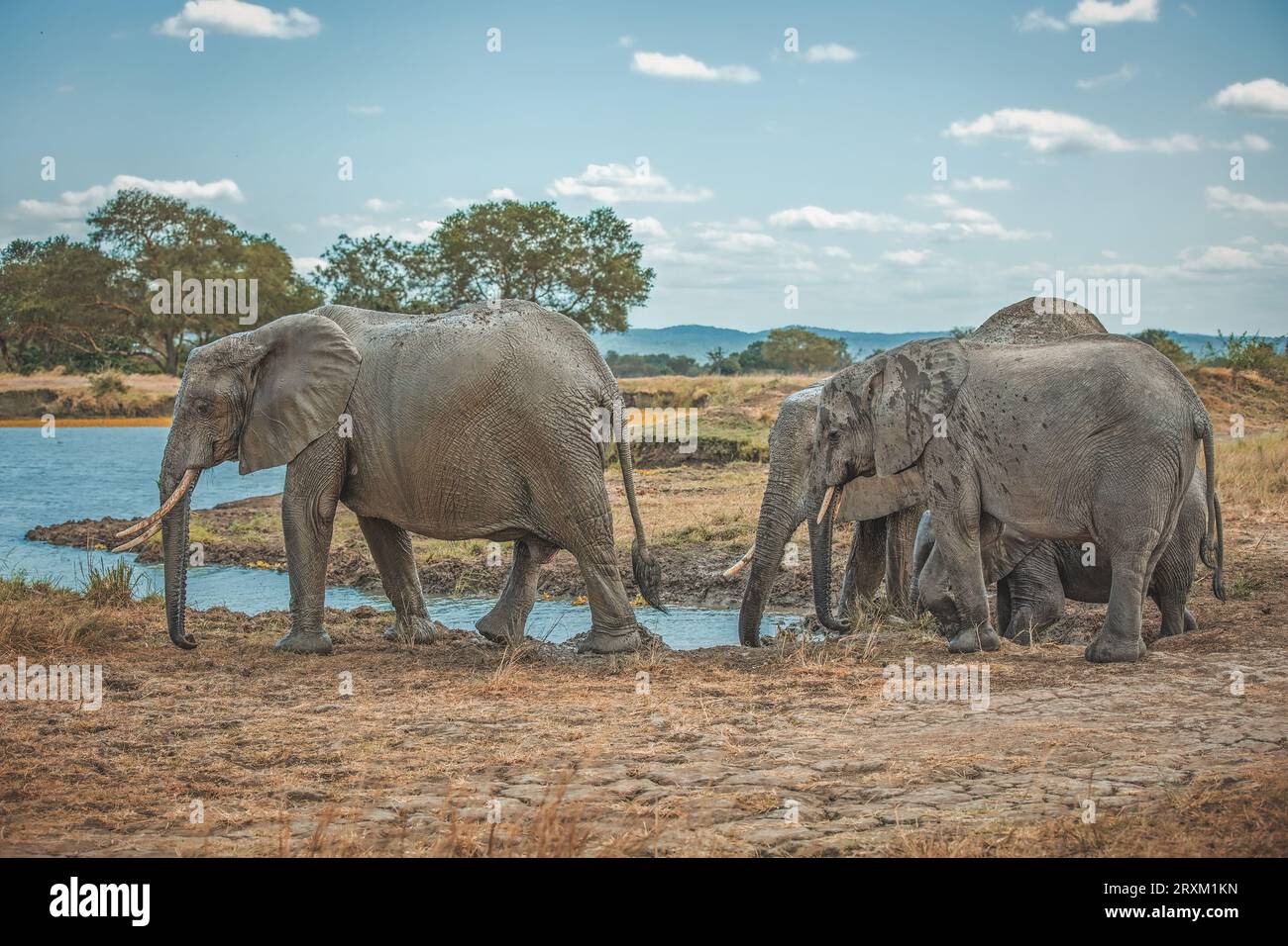 African savannah elephants waterhole hi-res stock photography and ...
