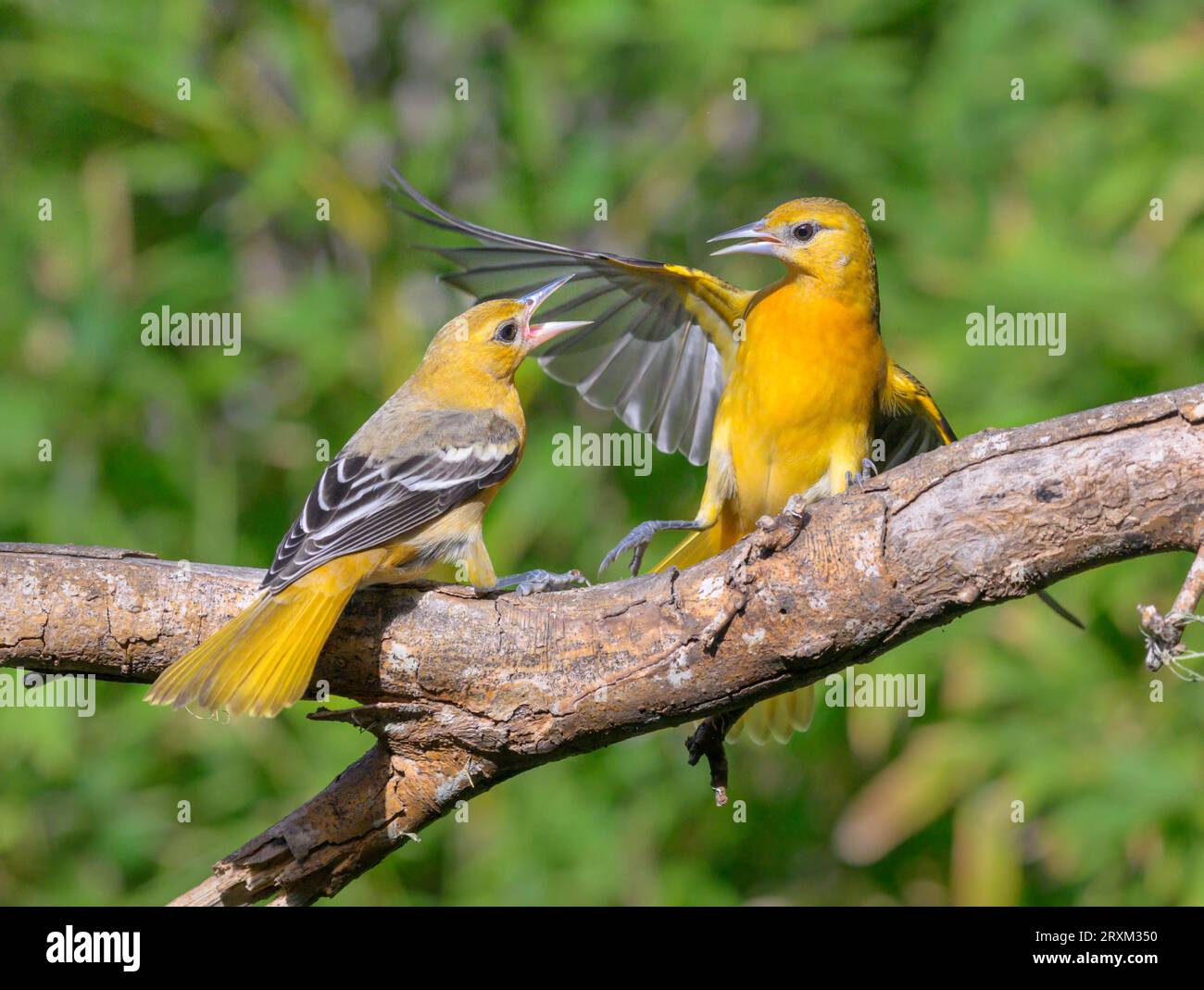 Young baltimore orioles (Icterus galbula) fighting, Galveston, Texas ...