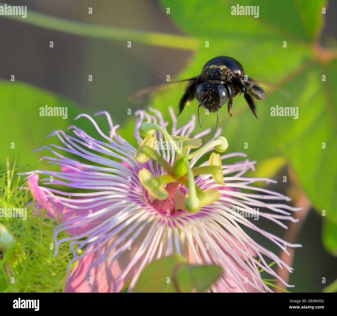 Female carpenter bee hi-res stock photography and images - Alamy