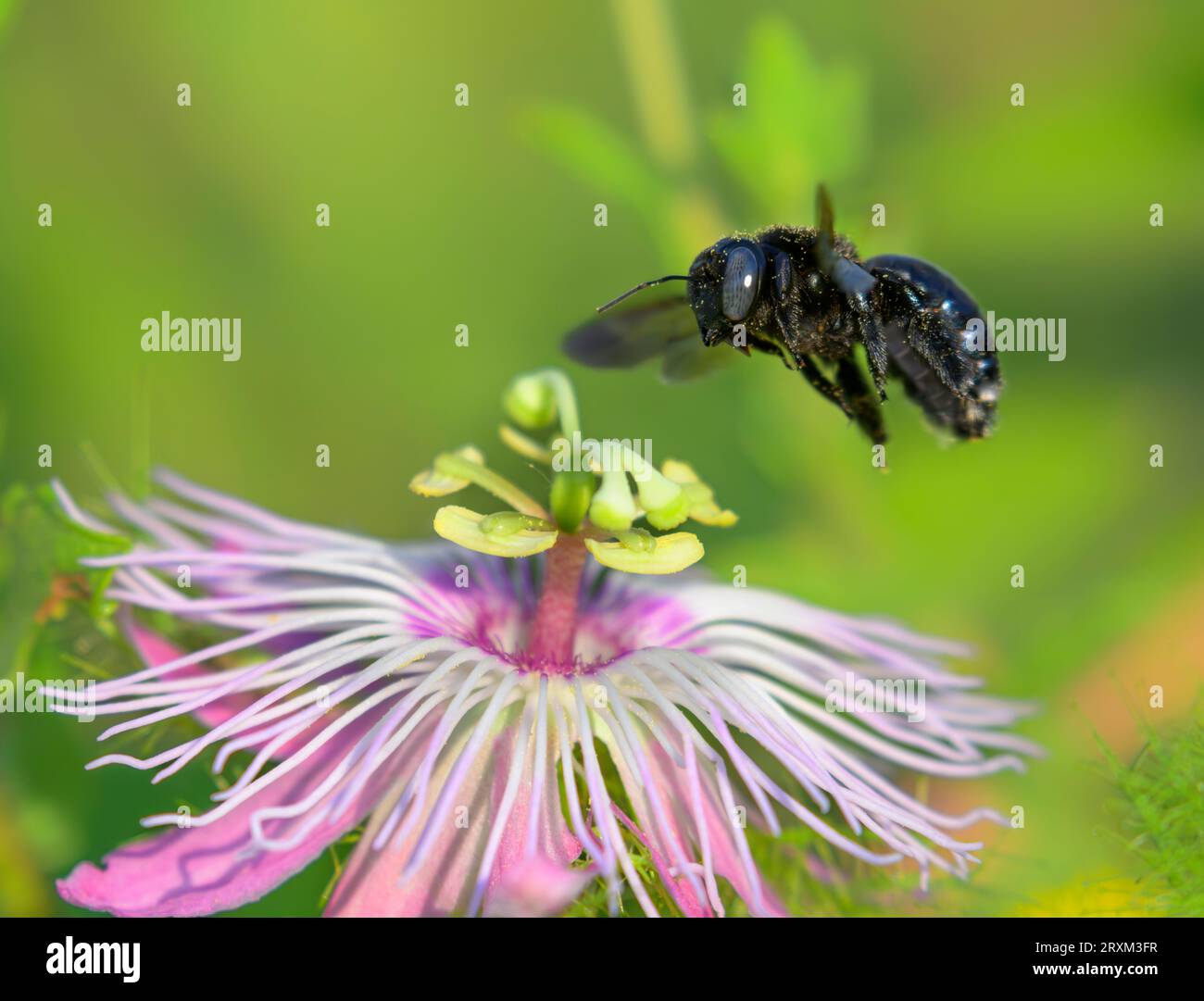 Passion fruit pollination hi-res stock photography and images - Alamy