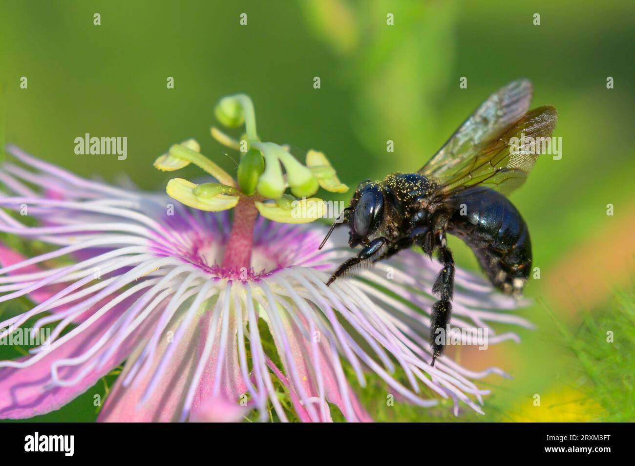 Female southern carpenter bee (Xylocopa micans) on flower of ...