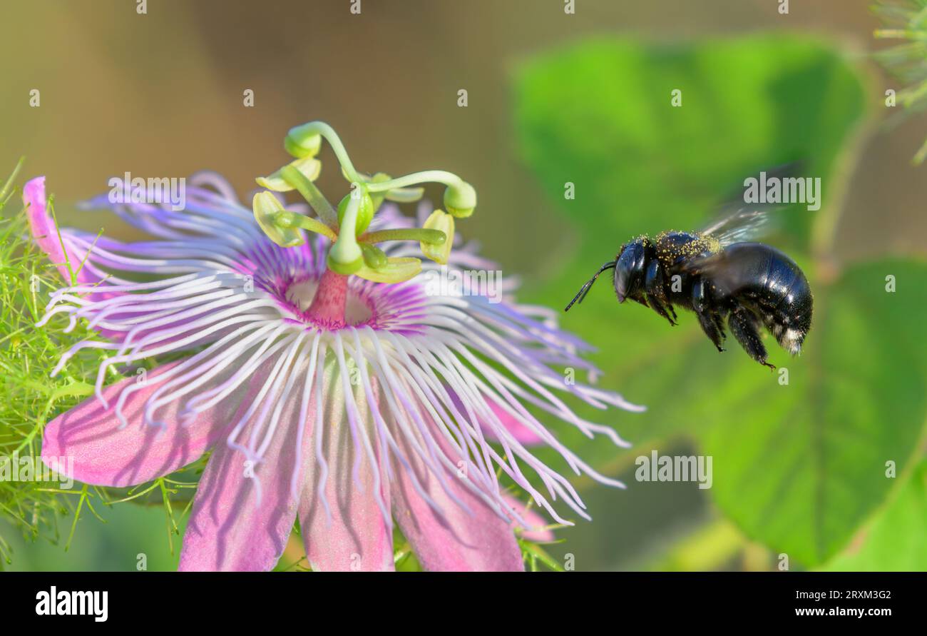 Usa southern wetlands hi-res stock photography and images - Alamy