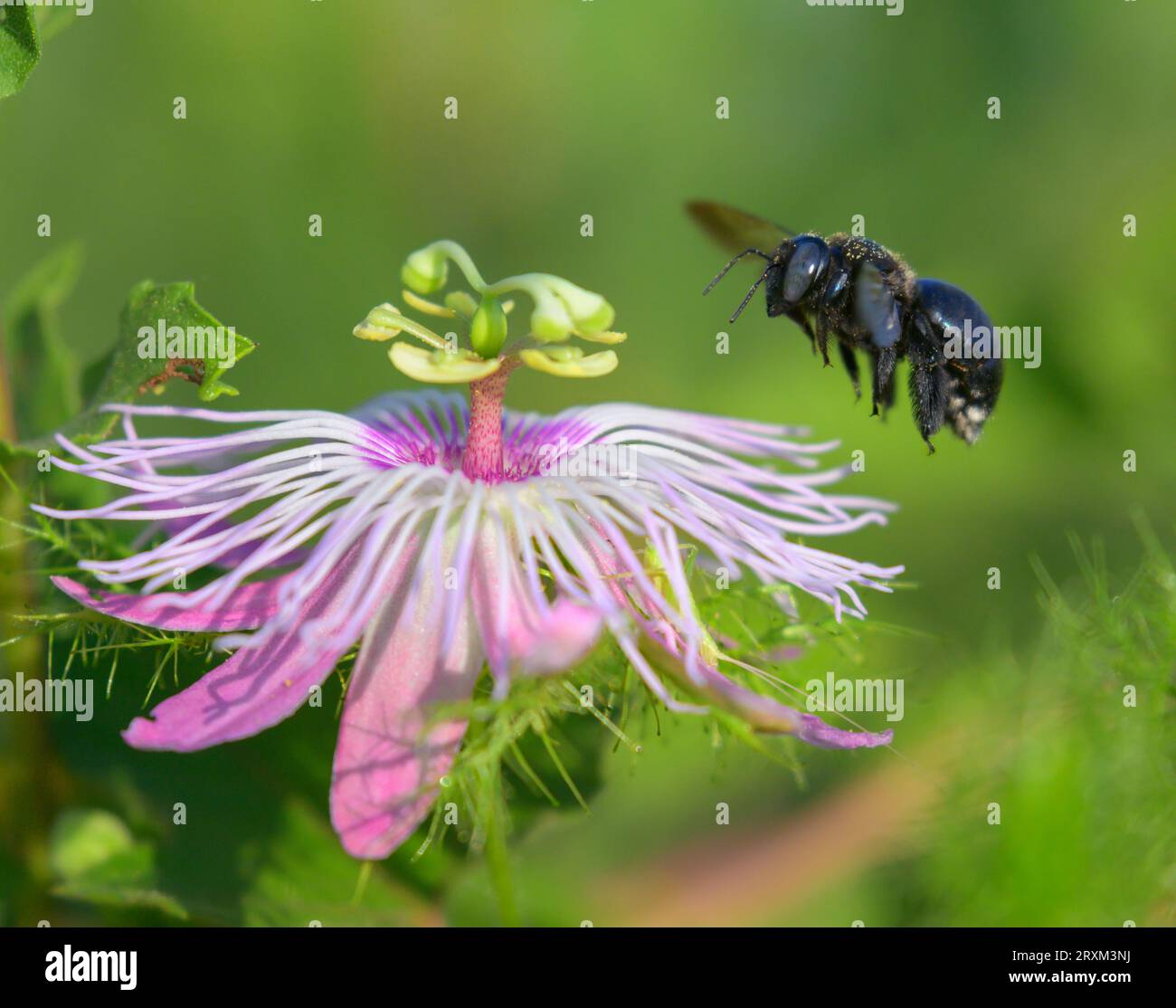 Female carpenter bee hi-res stock photography and images - Alamy