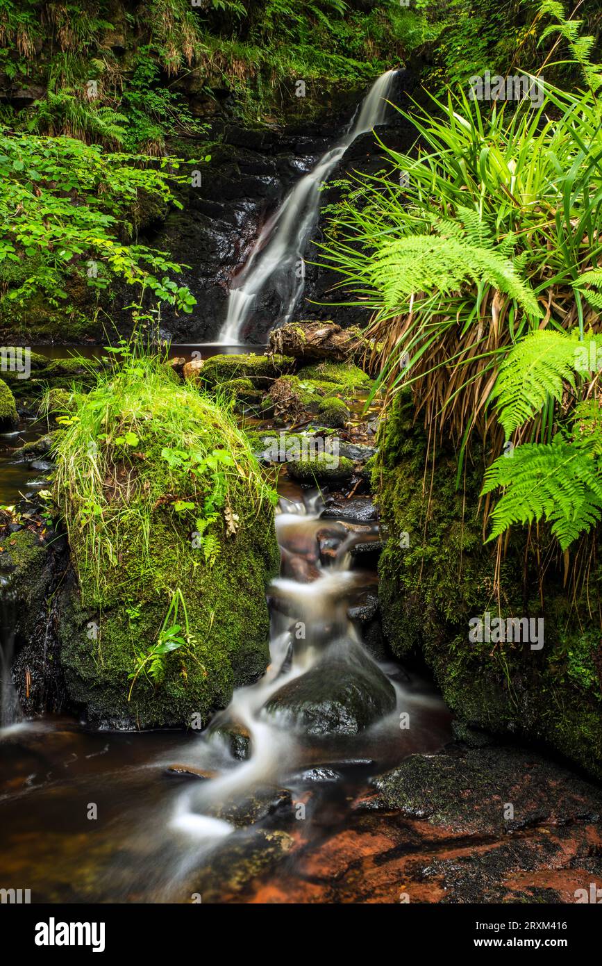 Burn anne galston hi-res stock photography and images - Alamy