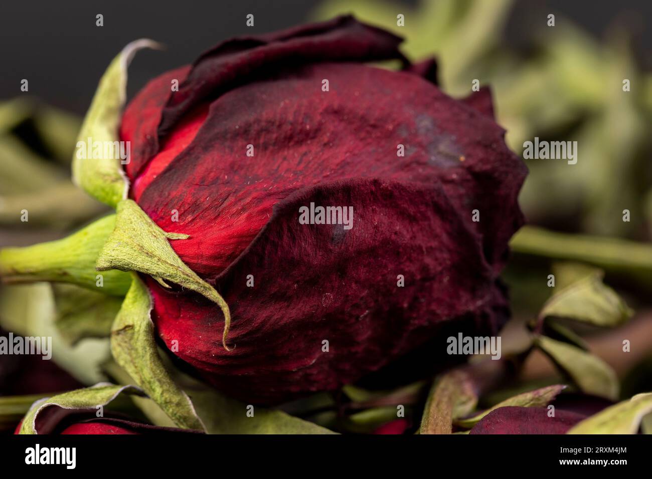 an old drying rose of red color, a sluggish and dry bouquet of red ...